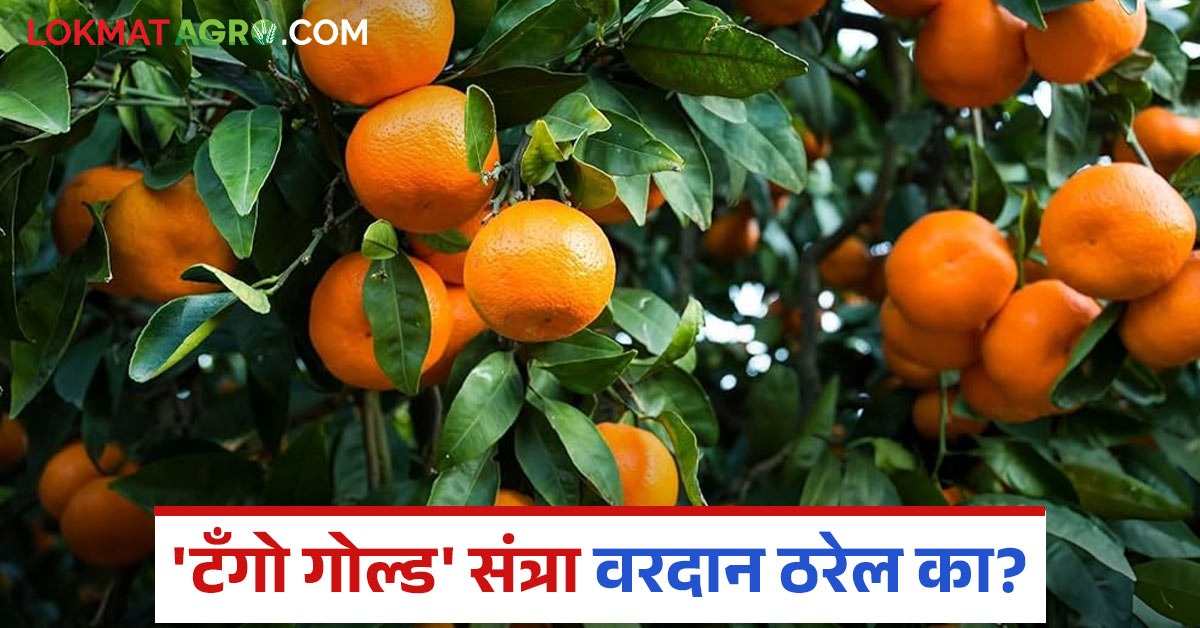 latest news Tango Orange cultivation increased in the nagpur