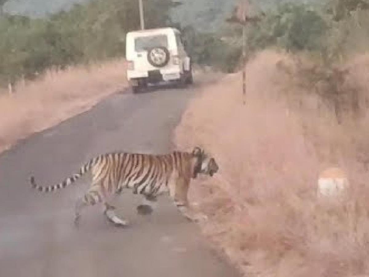 Satara: चांदोलीत सोडलेली ‘तारा’ वाघिण आली पाटणच्या वाल्मीक पठारावर ...