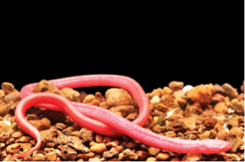 Tejas Thackeray : तेजस ठाकरे यांनी शोधला मत्स्य प्रजातीतील ईल Mumbai ...