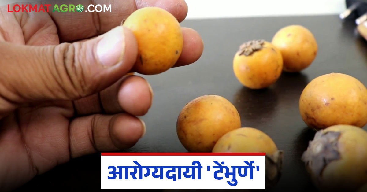 latest news Healthy benefits of 'Tembhurne' fruit read in details