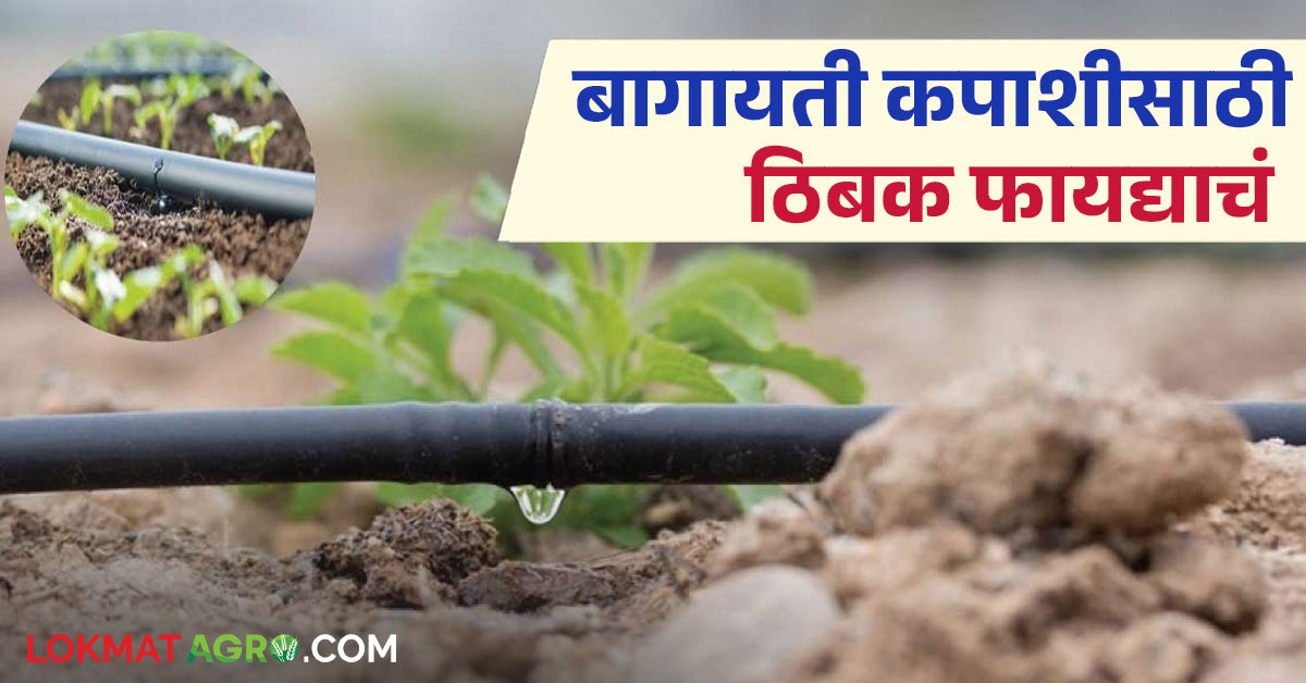 Bagayati Kapus : बागायती कपाशीसाठी ठिबक सिंचन पद्धत सर्वात बेस्ट पर्याय ...