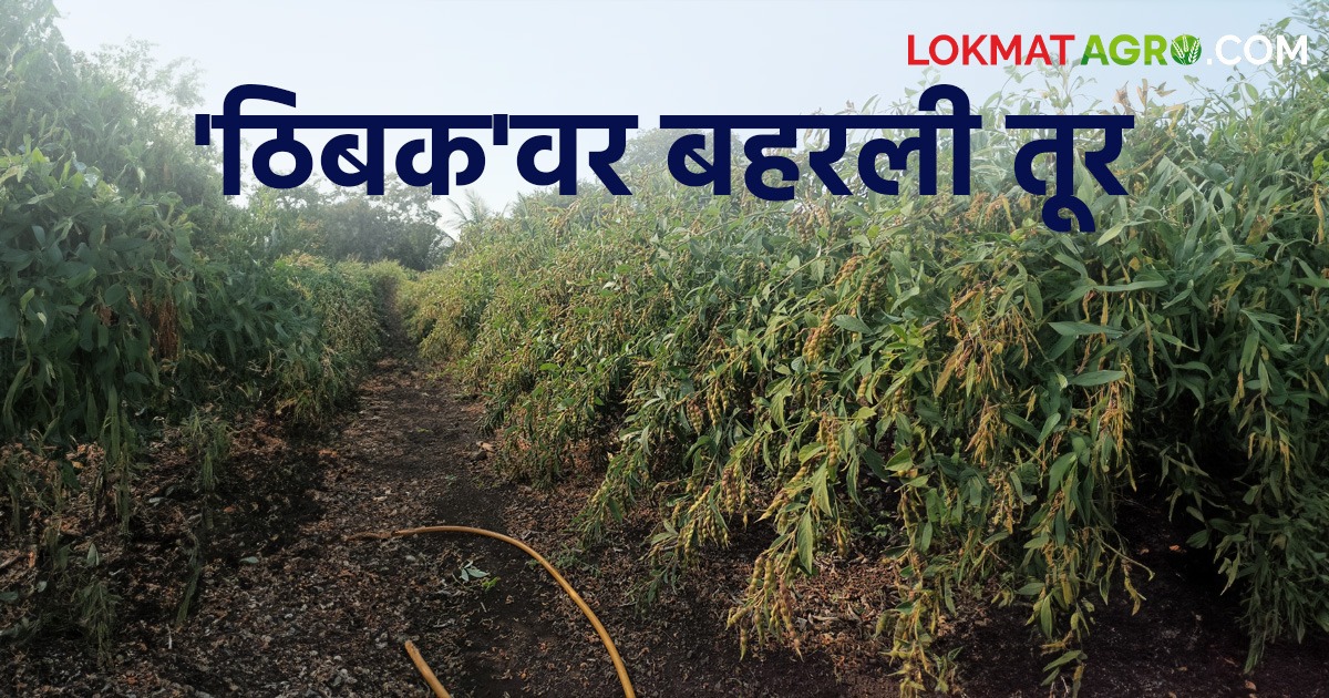 Succeeded on 'Tokan and Thibak'; Eight hundred to thousand pods are ...