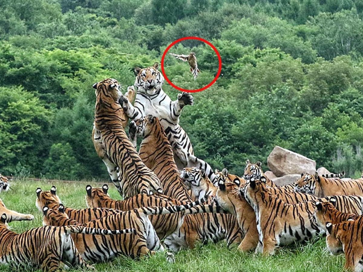 थरारक असं काही! एका कोंबडीमागे लागले तब्बल २० वाघ, फोटोत बघा कुणी मारली ...