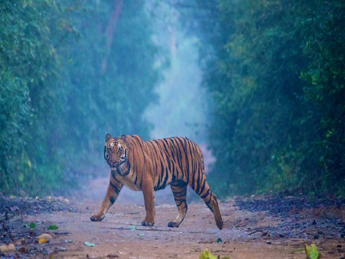 व्याघ्र प्रकल्पात तिघे दारू पीत बसले; तेवढ्यात वाघ एकाला जंगलात घेऊन ...