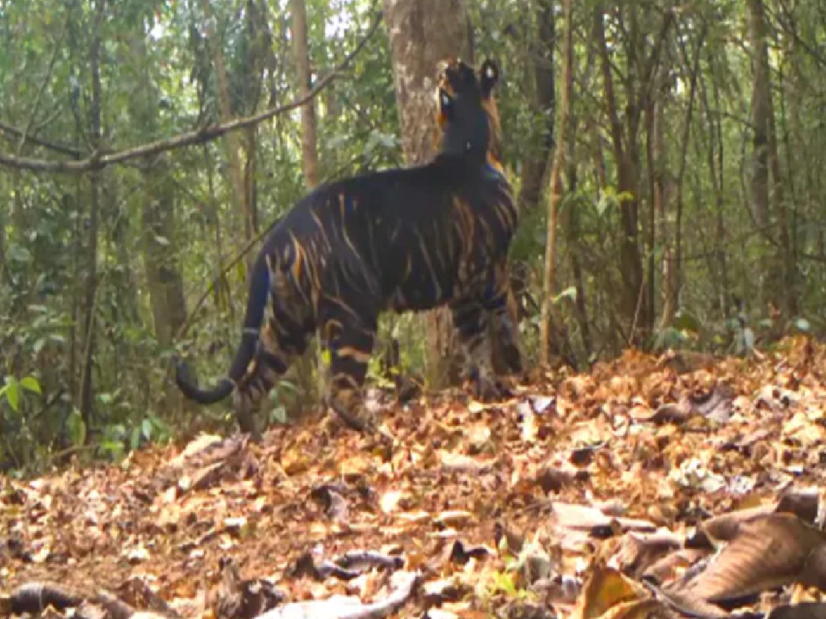 Rare Melanistic Tiger: ओडिशा राष्ट्रीय उद्यानात दुर्मिळ काळ्या वाघाचे ...