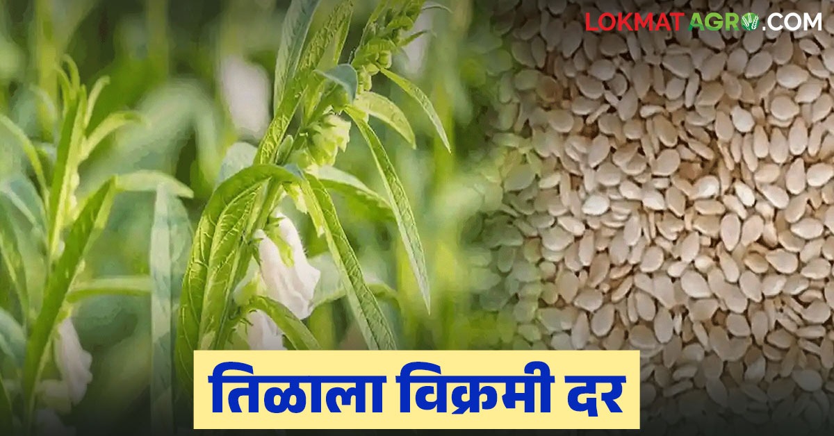 latest news Till Market: Sesame reaches record price; crosses the ...