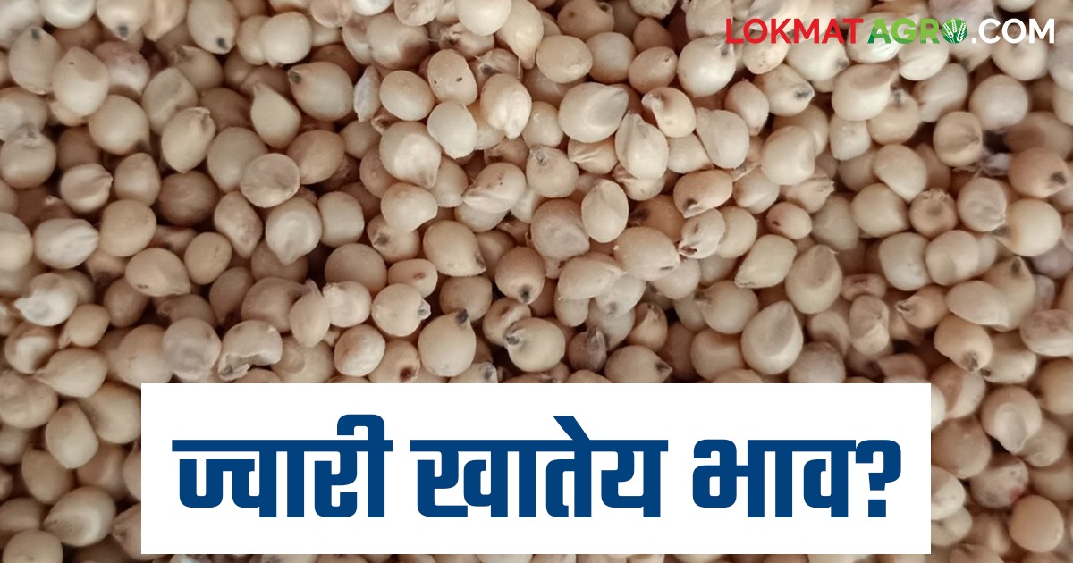 Jwari Bajar Bhav : सध्या ज्वारी विकायची का साठवायची? वाचा राज्यात ...