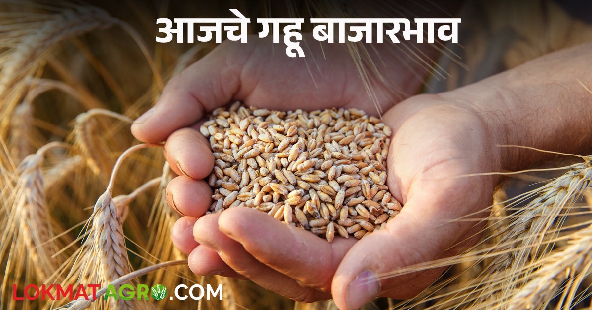 Gahu Bajar Bhav : शरबती ते अर्जुन कोणता गहू खातोय भाव? वाचा आजचे गहू ...