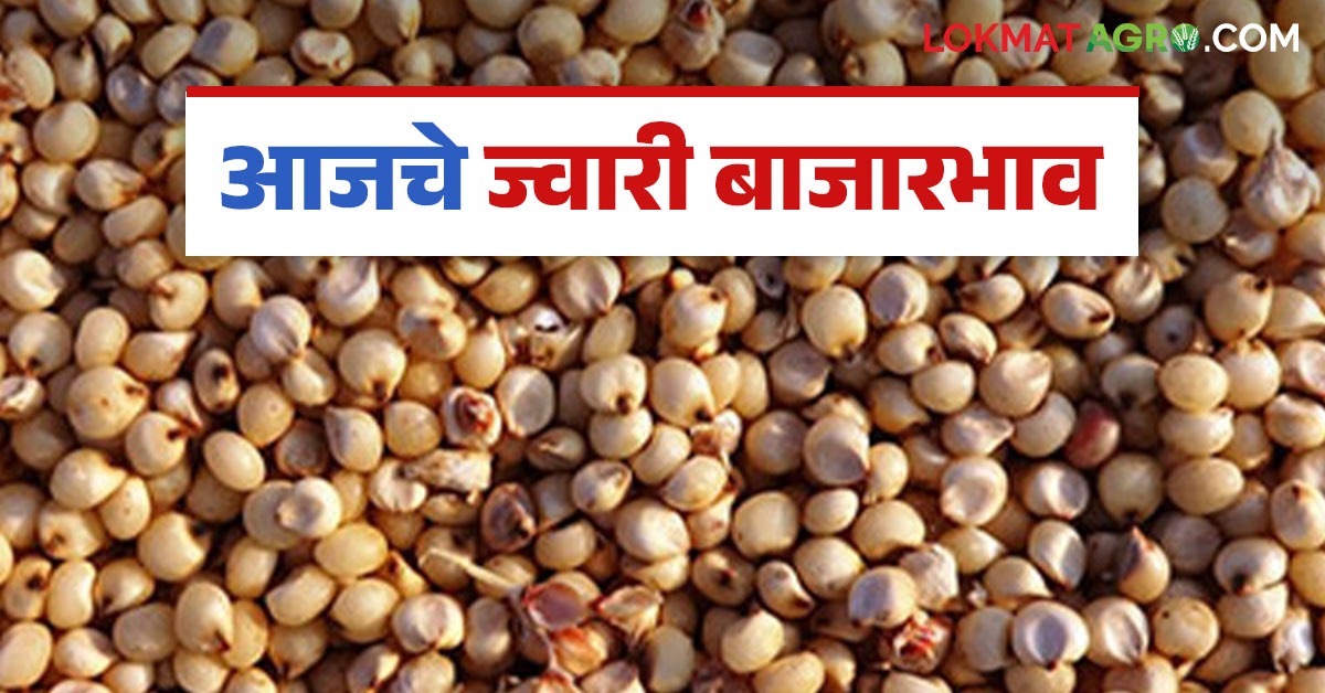 Jwari Bajar Bhav : शाळू पासून ते मालदांडी पर्यंत वाचा कोणत्या वाणांच्या ...
