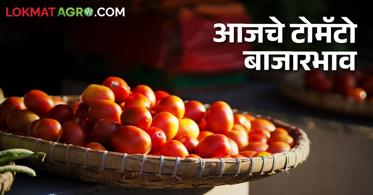 Tomato Market : पुणे, नाशिक, सोलापूर बाजारात टोमॅटोला काय भाव? वाचा ...