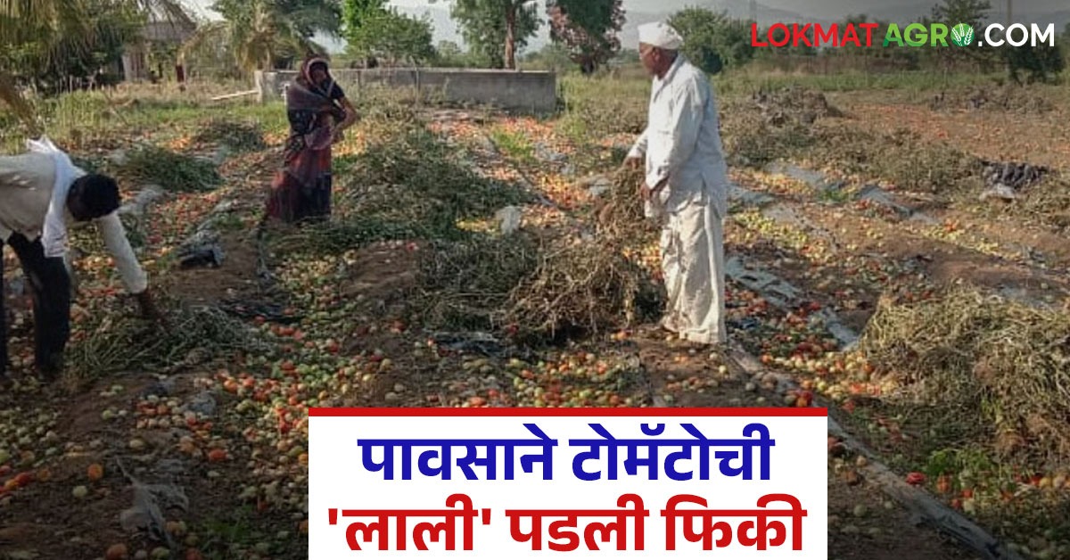 latest news Tomato Market read in details