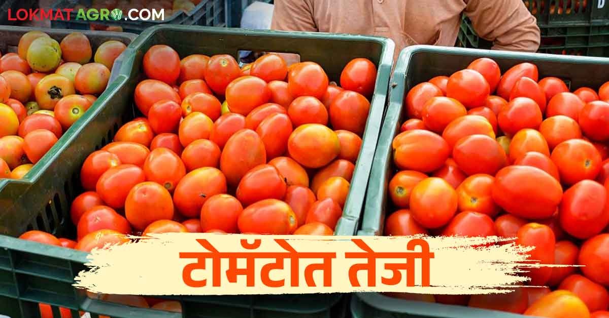 Tomato Market; टोमॅटो बाजारभाव वाढला, राज्यातील प्रमुख बाजार समितीत कसा मिळतोय दर | Tomato ...