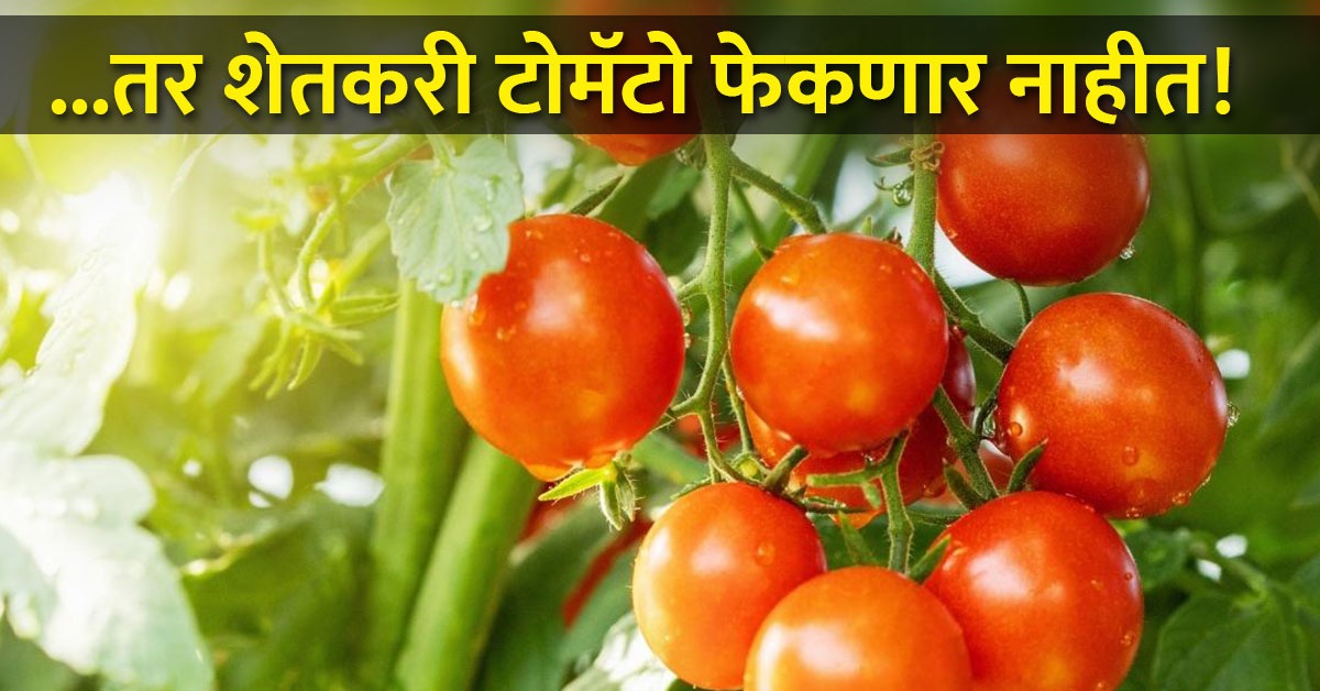 ..अन् महाराष्ट्रातील नारायणगाव-जुन्नर परिसर बनला 'टोमॅटो हब'; कशी झाली ...