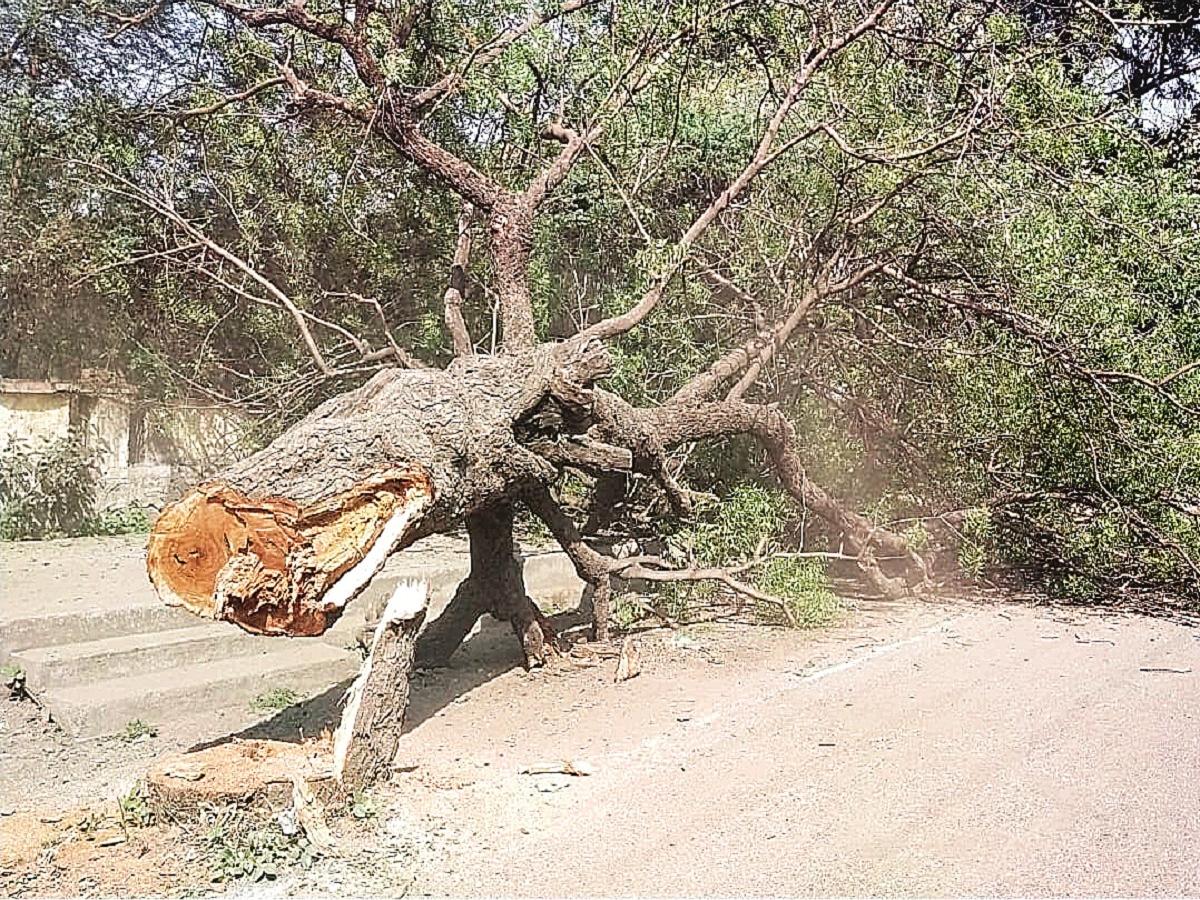 शोले स्टाइल आंदोलकांना प्रशासन कंटाळले; कार्यालयासमोरील झाडच तोडले Beed ...