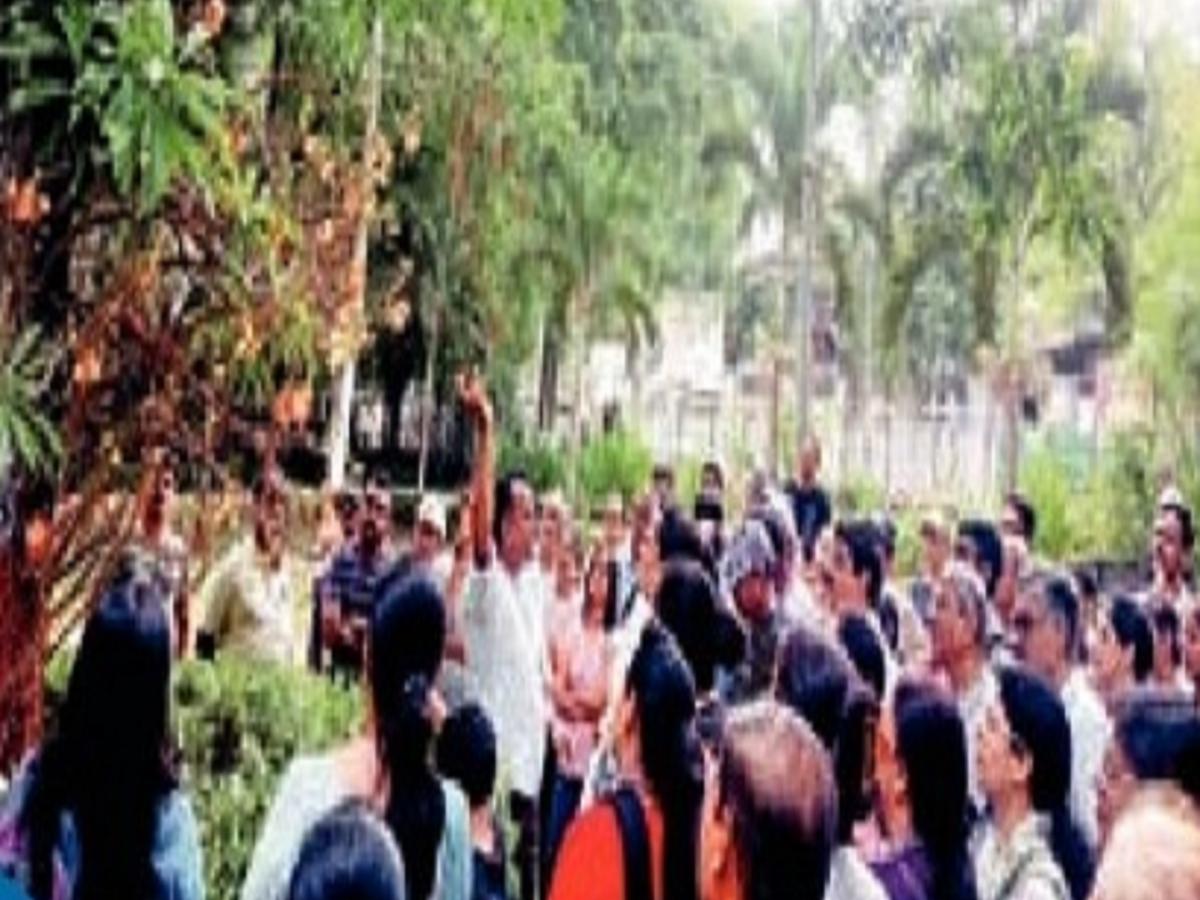 कोल्हापूरकरांनी पाहिले भुताचे, रडणारे झाड Kolhapur Marathi News ...
