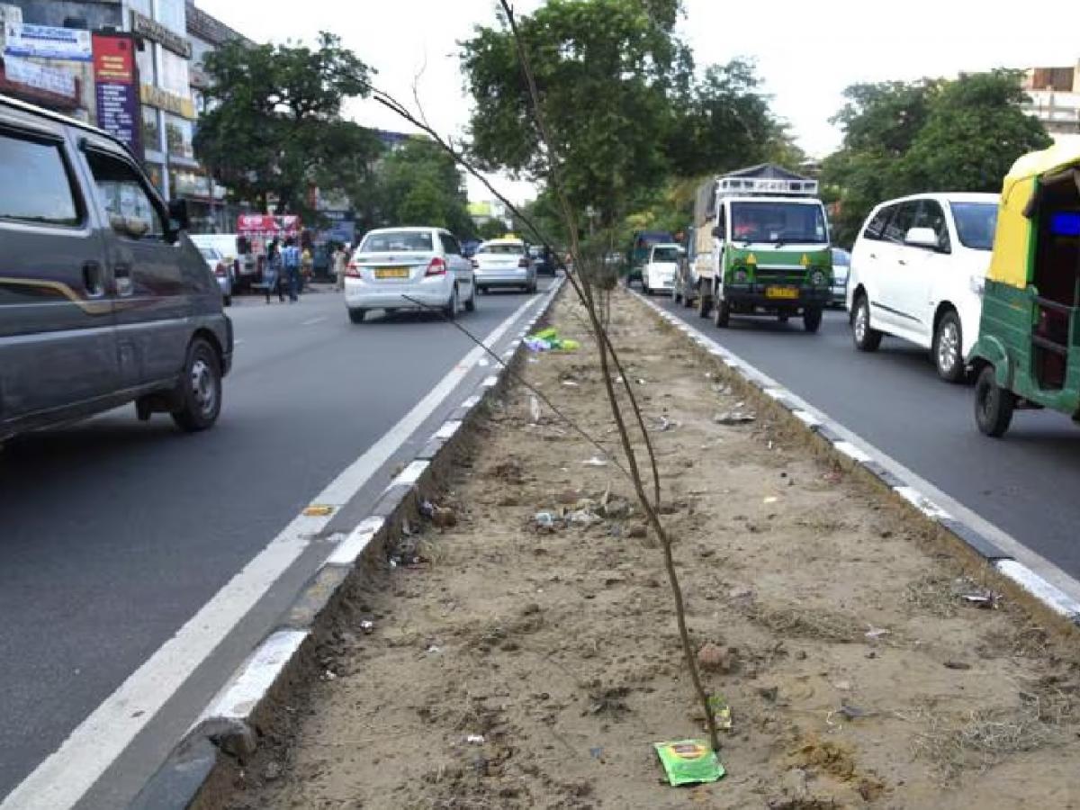 रस्त्यांच्या दुभाजकांमधील झाडे ‘जैसे थे’ ठेवण्याचे खंडपीठाचे ...