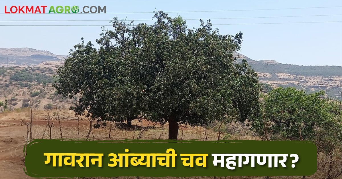 Summer Special : आजही गावरान आंब्याला पसंती का दिली जाते? वाचा सविस्तर ...