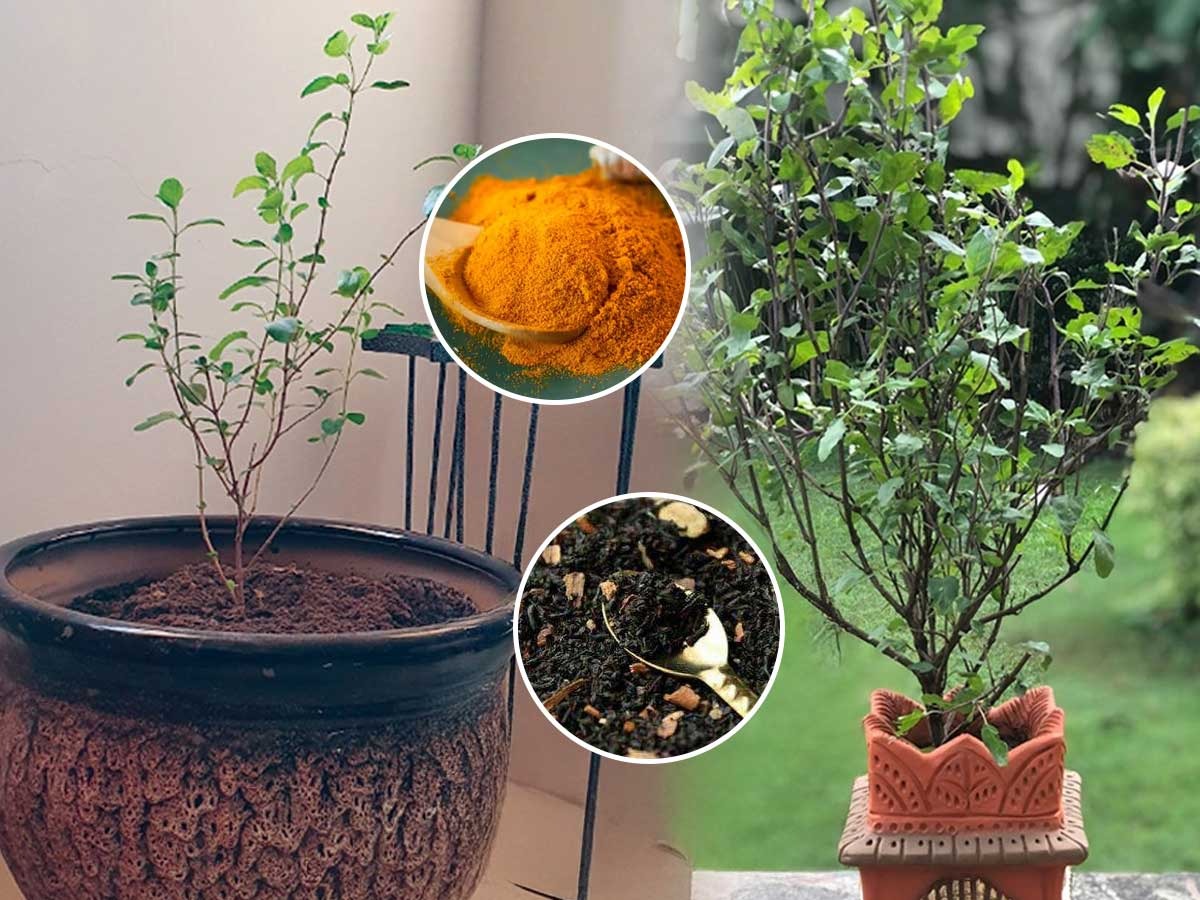 अंगणातली तुळस सुकली, काड्या उरल्या? मातीत घाला ५ घरगुती खतं, तुळशीला ...