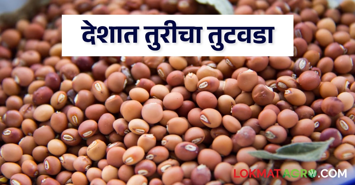 Tur Market : देशात 16 लाख टन तुरीचा तुटवडा, दर 13 हजारांवर पोहोचणार ...
