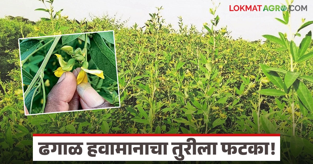 latest news Tur Crop Management: Cloudy weather hits Tur; Flower borer ...
