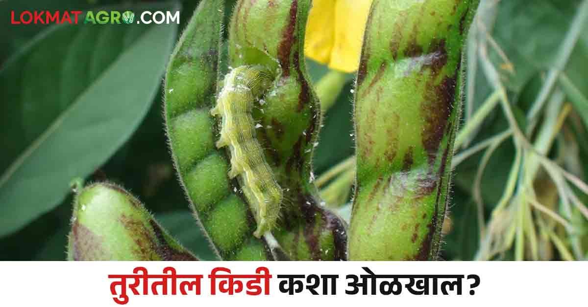 तूर पिकातील प्रमुख किडी आणि त्यांचा नुकसानीचा प्रकार | Major pests of ...