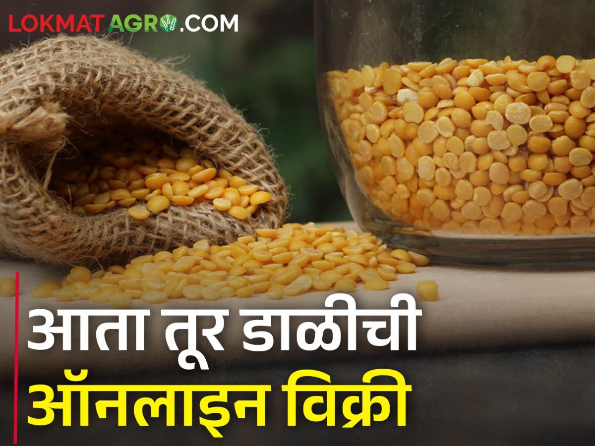 तूर डाळ विक्रीसाठी नव्या पोर्टलचे उद्घाटन, शेतकऱ्यांना फायदा काय ...