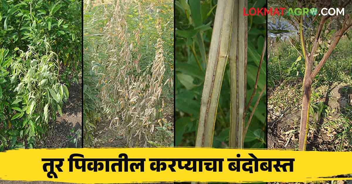 Tur Karpa : तूर पिकातील खोडावरील करपा रोगाचे कसे कराल व्यवस्थापन | Tur ...