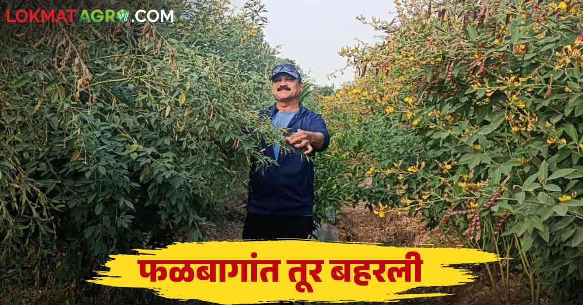 Tur Intercropping : आंबा व चिकूच्या बागेत बहरली तूर, ड्रीप व मल्चिंगवर ...