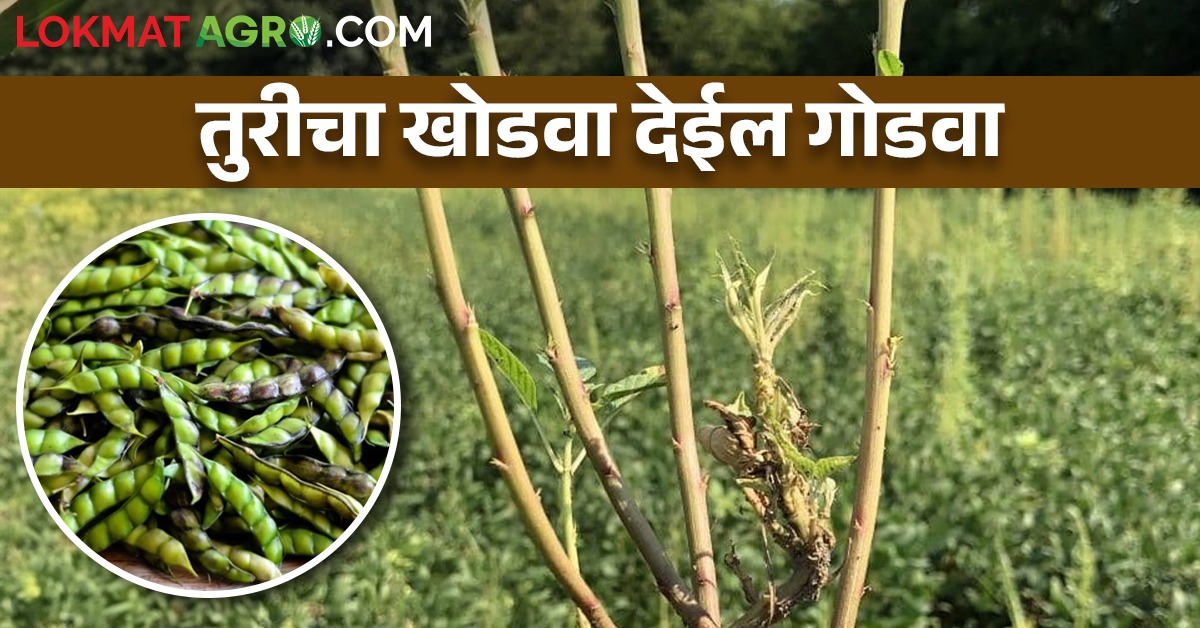 ठेवा तुरीचा खोडवा, वाढवा प्रपंचात गोडवा | Keep the pigeon pea tur ...