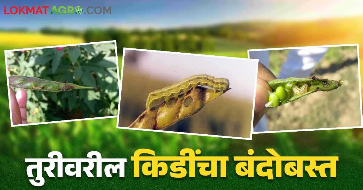 तूरीवरील शेंगा पोखरणाऱ्या अळ्यांचे कसे कराल व्यवस्थापन वाचा सविस्तर ...