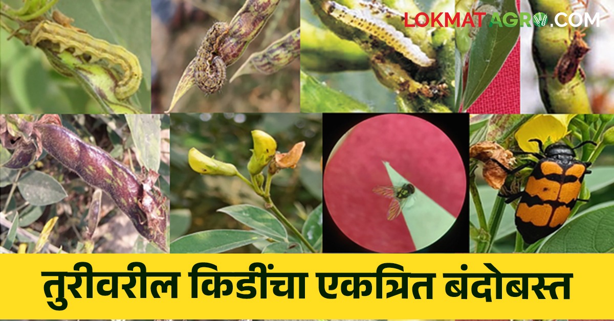 तूर पिकातील किडींचे एकात्मिक व्यवस्थापन करण्यासाठी उपाय | Solutions for ...