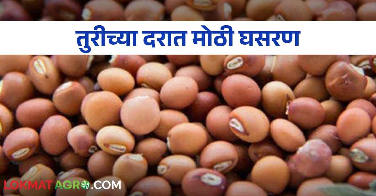 Tur Market Rate शेतकरी बाजारात तूर विक्रीला घेऊन जाताच दरात घसरण | Tur ...