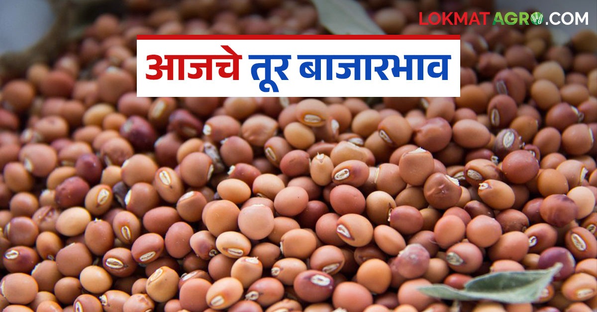 latest news Today's Tur Market Arrivals read in details