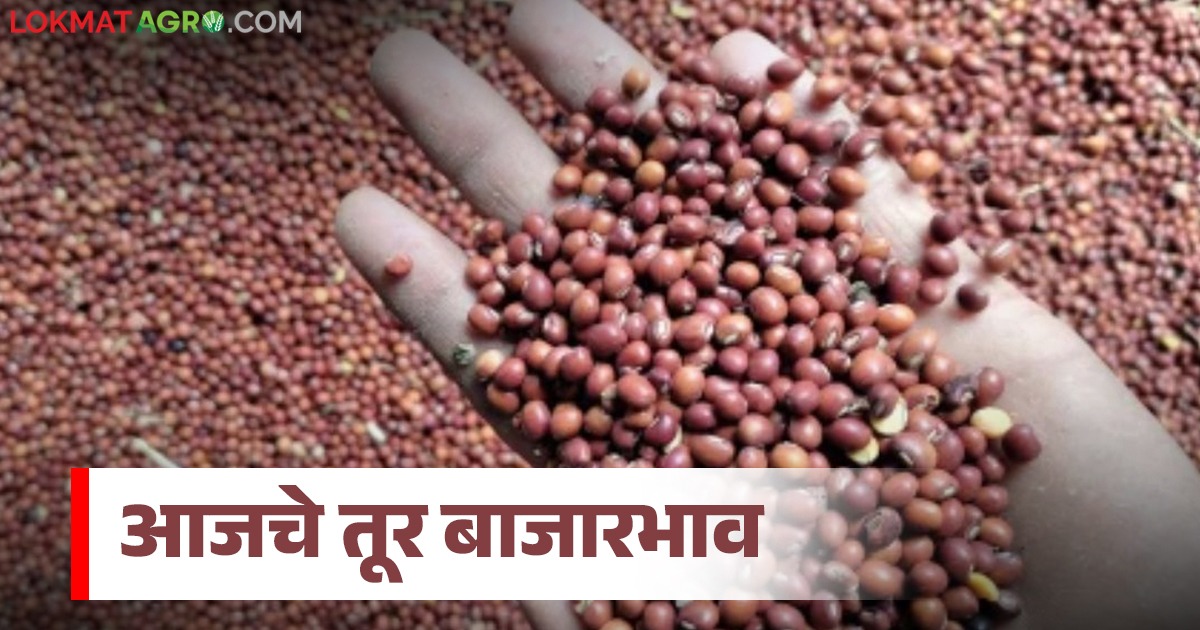 latest news Today's Tur Arrivals in the Market read in details