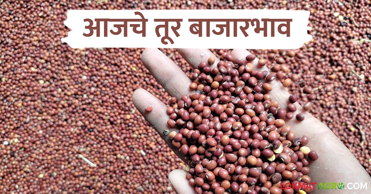latest news Today's Tur Arrivals in the Market read in details