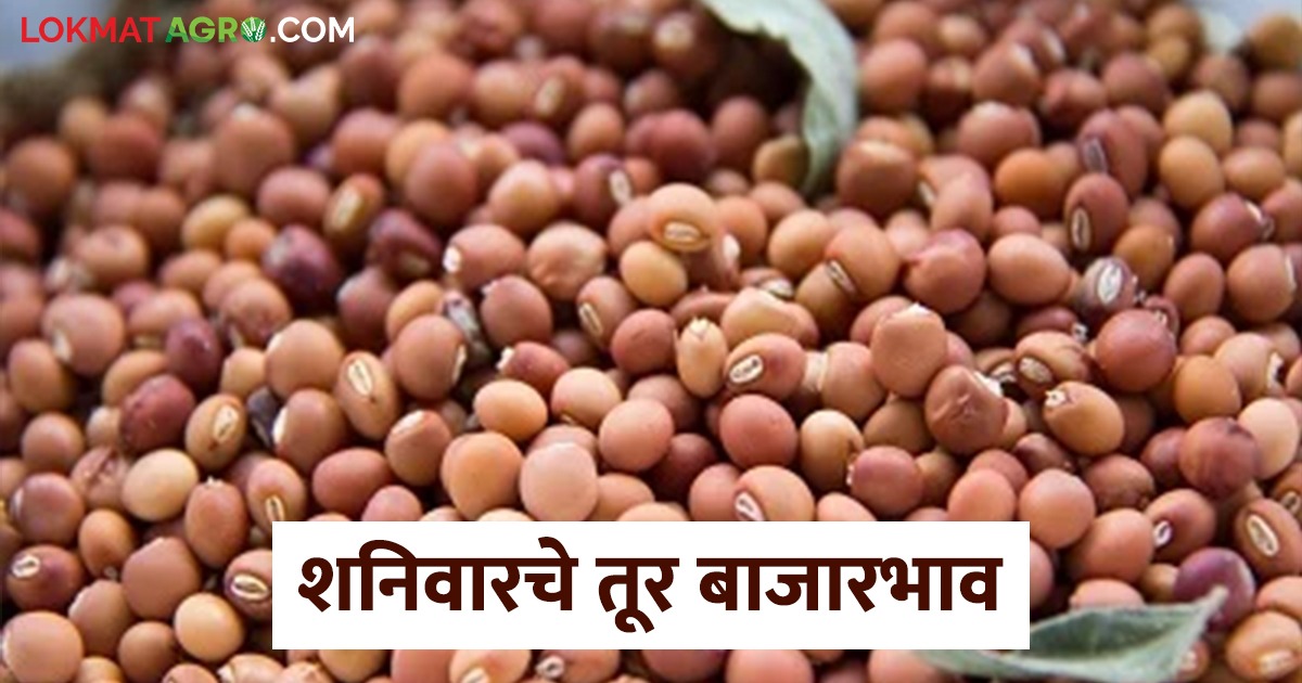 latest news Today's Tur Arrivals in the Market