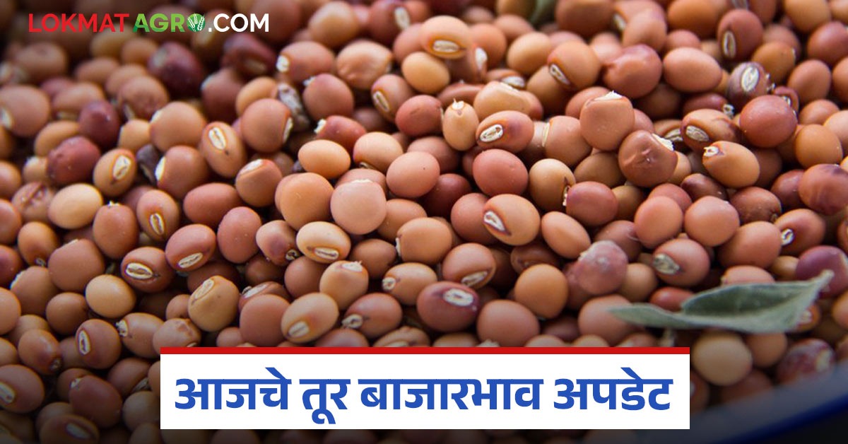 latest news Today's Tur Arrivals in the market read in details
