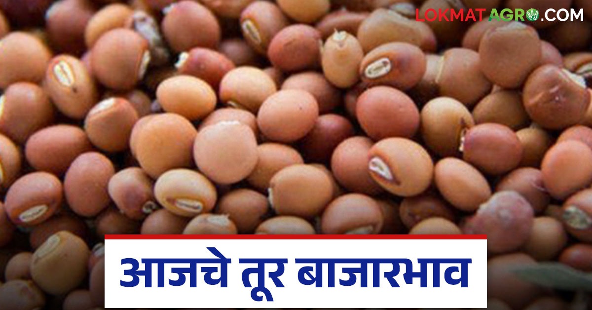 latest news Today's Tur Arrivals in the Market read in details