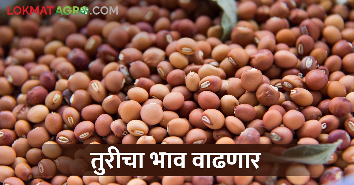 केंद्र सरकार तूर खरेदी करणार, बाजारभाव अकरा हजारावर जाण्याची शक्यता ...