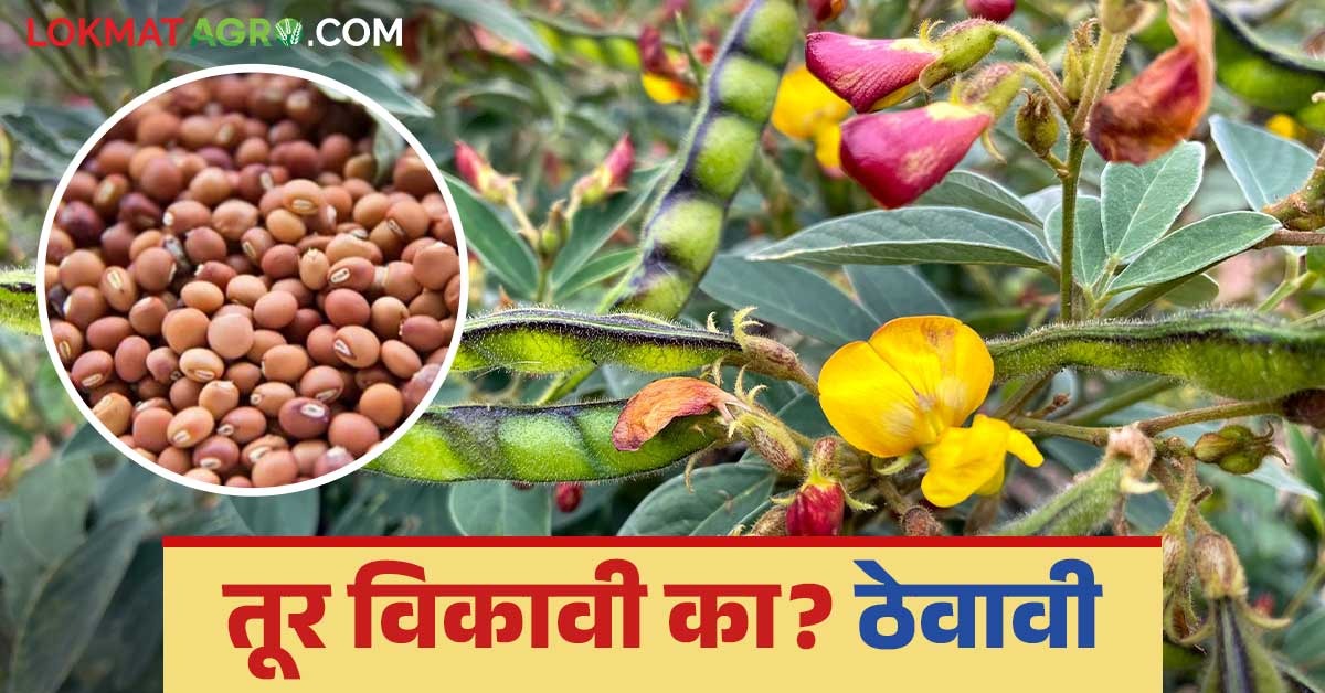 Tur Bajar Bhav : मागील महिन्यात क्विंटलला ९ हजारांवर दर असणाऱ्या तुरीला ...