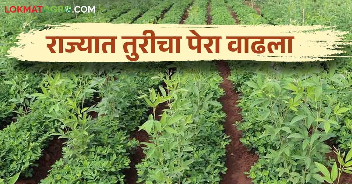 Tur Cultivation : यंदा राज्यात १ लाख हेक्टरने तुरीचे क्षेत्र वाढले ...