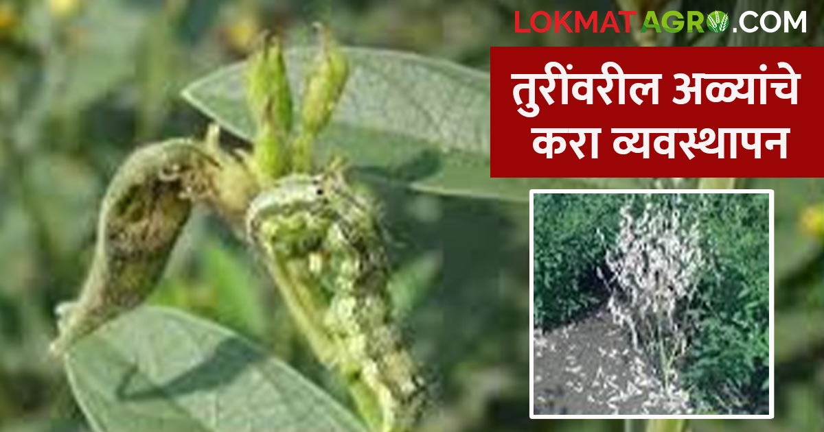 Infestation of pod borer on Tur; Do so management
