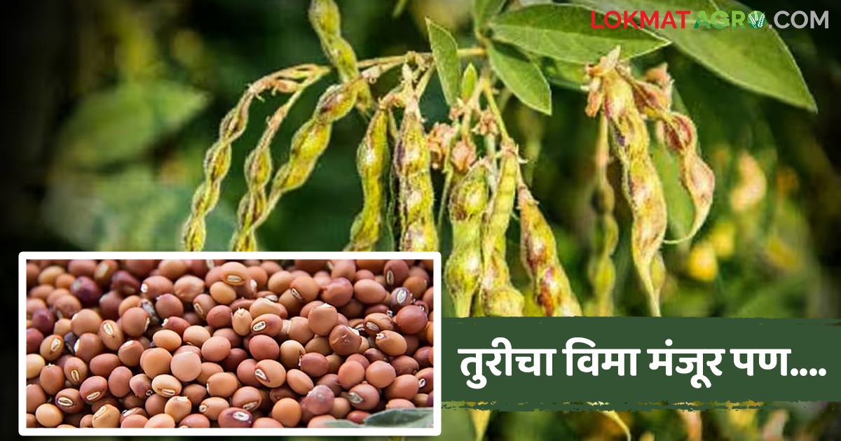 latest news Tur Pik Vima: Big confusion over Tur crop insurance ...