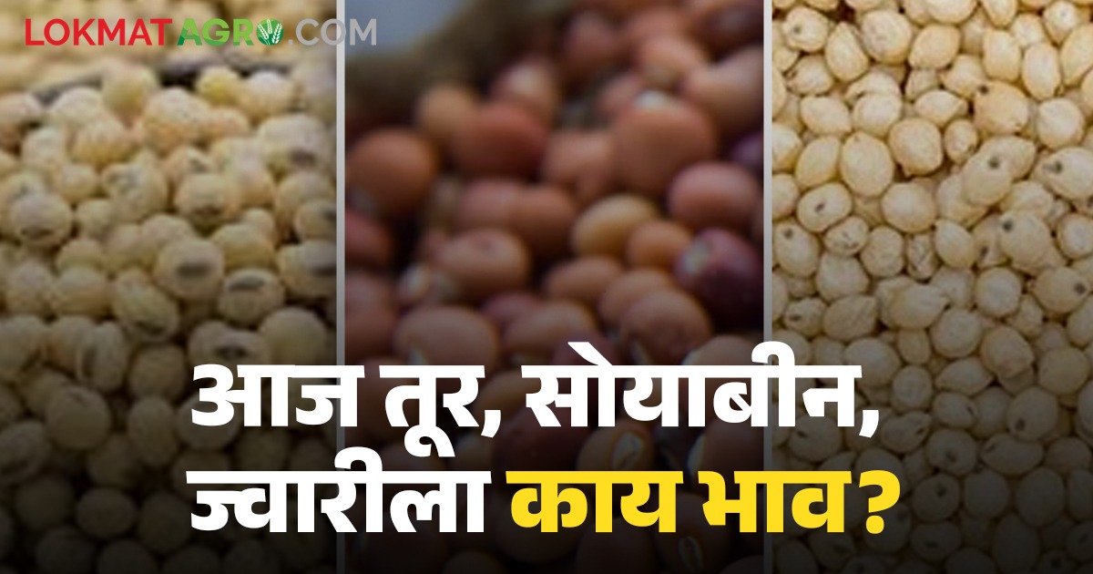 Tur, Soyabean Market : आज तूर, सोयाबीन, ज्वारीला काय बाजारभाव मिळाला ...