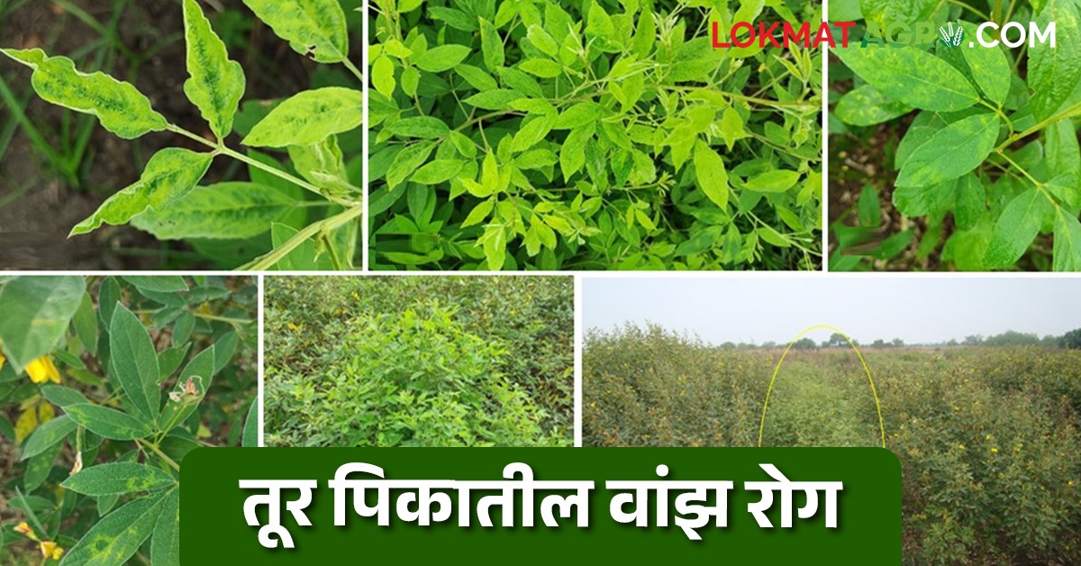 तूर पिकातील वांझ रोग कशामुळे होतो? कसा कराल बंदोबस्त | What causes ...