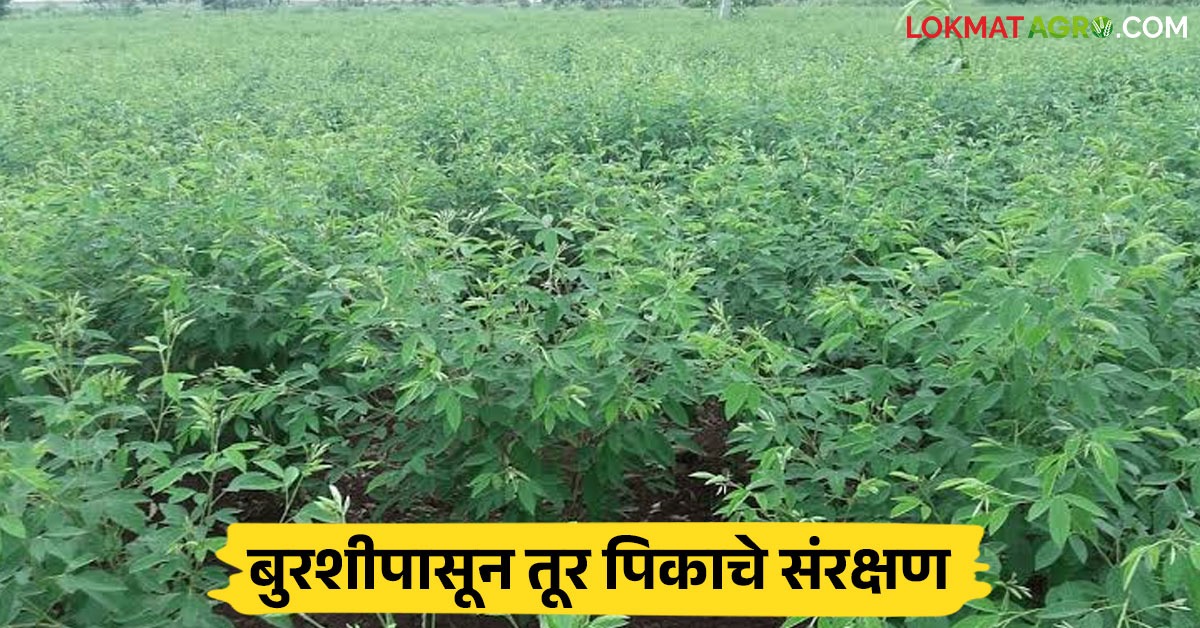 Tur Crop Management : तीन प्रकारच्या बुरशीपासून तूर पिकाचे संरक्षण कसे ...