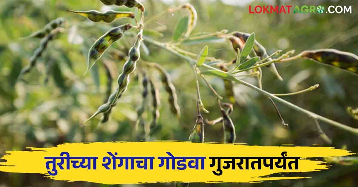 Agriculture News : गुजरातमधून तुरीच्या ओल्या शेंगांना वाढती मागणी, काय ...