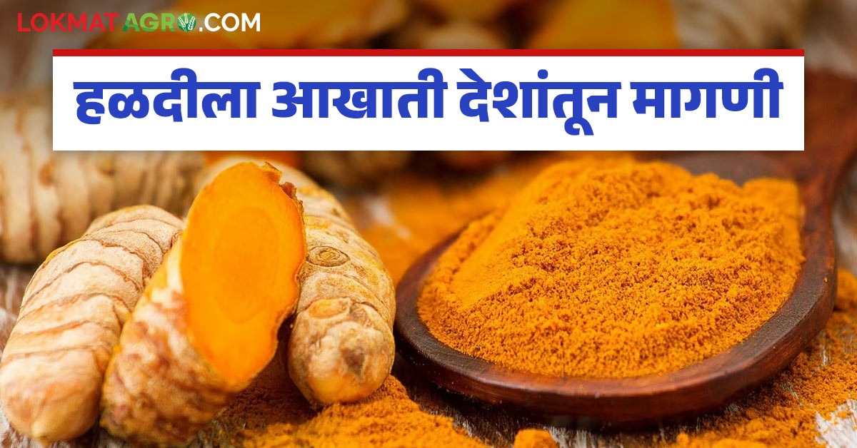 latest news Demand for Indian Halad Crop in other countries