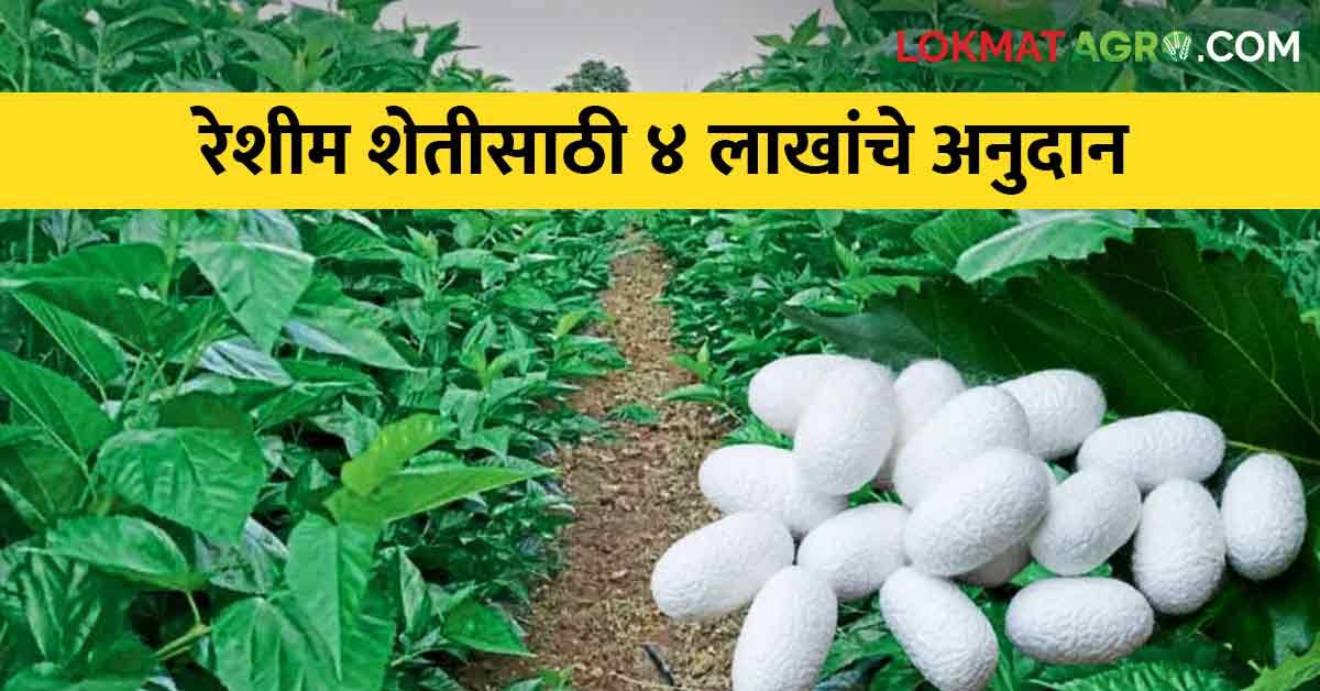 Sericulture Farming: रेशीम शेतीसाठी एकरी चार लाखांचे अनुदान; वाचा कोणती ...