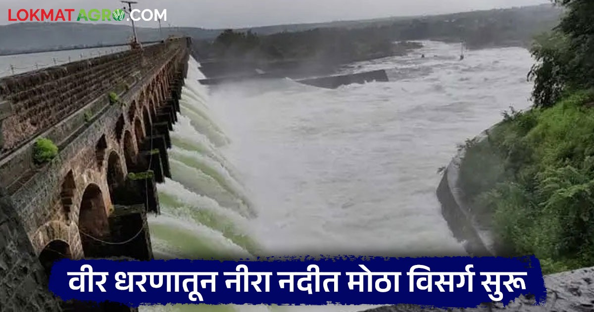 वीर धरणातून नीरा नदीत २ हजार क्युसेकचा मोठा विसर्ग सुरू; धरणातील ...
